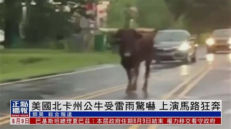 美国北卡州公牛受雷雨惊吓 上演马路狂奔凤凰网视频凤凰网