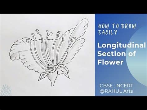 How To Draw Longitudinal Section Of Flower L S Of A Flower Class 10