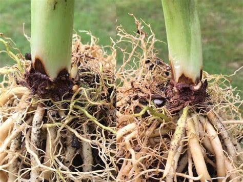 9 Most Common Hosta Diseases With Pictures World Of Garden Plants