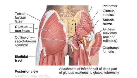 Lower Limb Muscles Flashcards Quizlet