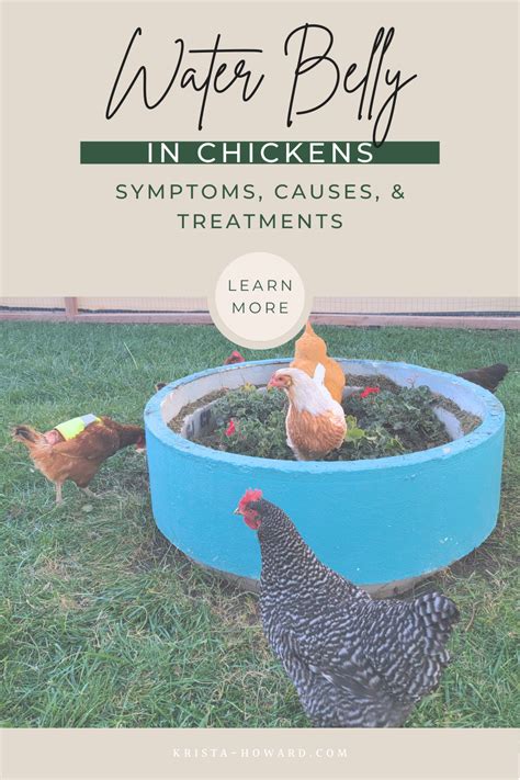 Understanding Water Belly In Chickens Symptoms Causes And Treatments