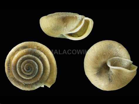 Trissexodon Constrictus Boubée 1836 Malacowiki