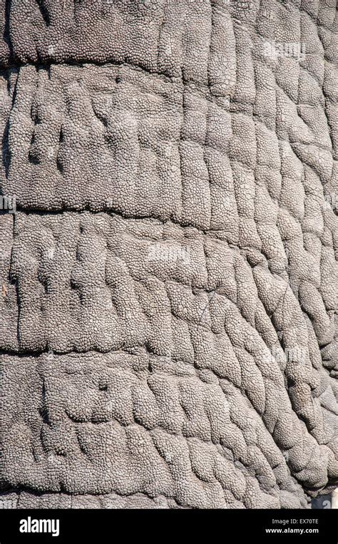 African Elephant Trunk Close Up Okavango Delta Botswana Africa Stock