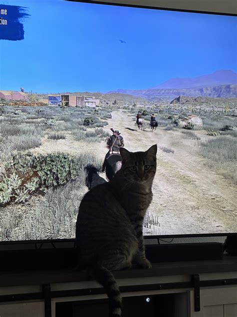 Standard Issue Attention Seeker Rstandardissuecat