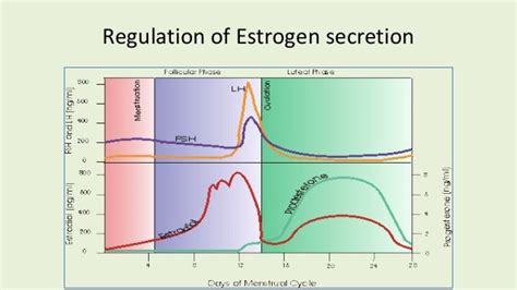 Estrogen And Progestins