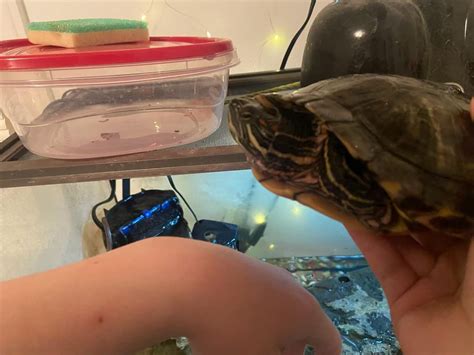 Help With Id R Turtle