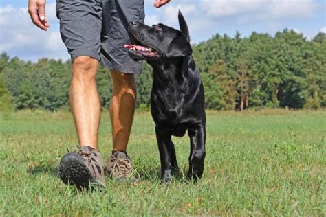 ¿cuánto Cuesta Mantener Un Perro Gastos De Un Perro Mensuales Y Anuales