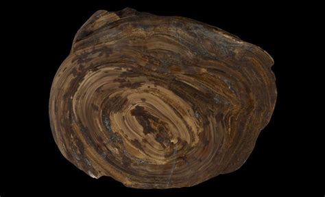 Scientists Stumble Upon The World S Oldest Stomach Stone Fossil