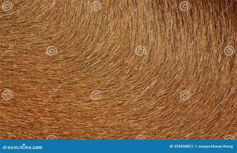 Cadre Complet Fourrure Brune Fourrure De Cerf Brun Pour Fond Image Stock Image Du Cheval