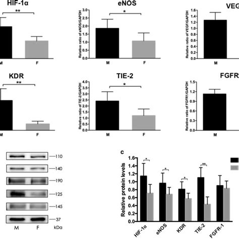Comparison Of The Expression Levels Of Angiogenic Factors In Huvecs