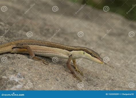 Asian Grass Lizard Six Striped Long Tailed Lizard Or Long Tailed