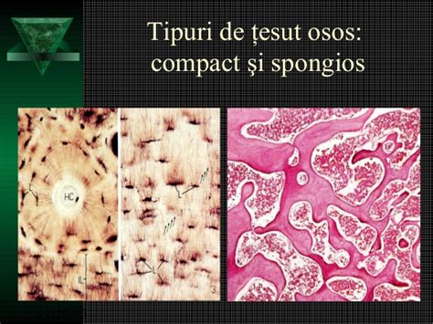 Scheletul Corpului Uman Tesutul Osos