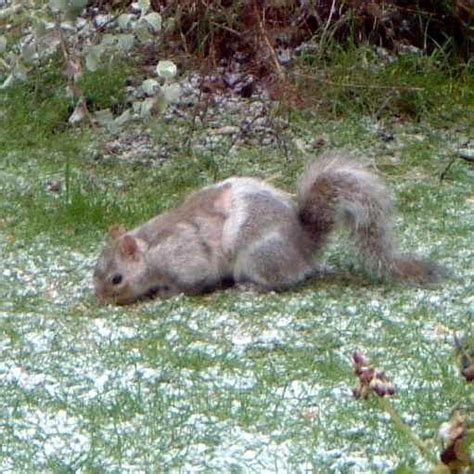 Black Albino And Piebald Grey Squirrels