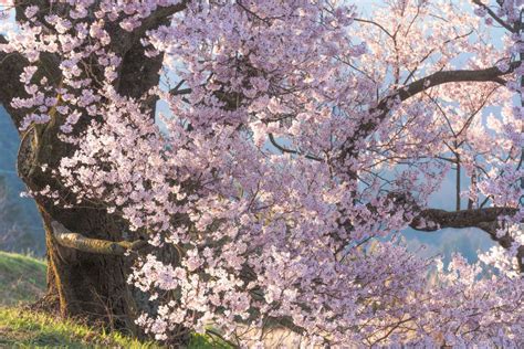 上ノ平城跡の一本桜 GANREF