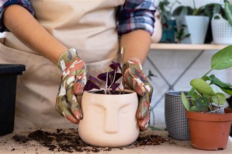 Transplantando uma planta caseira em um novo vaso replantando plantas exóticas de filodendros
