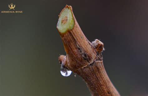 “armenia Wine” Winery And Vineyards On Linkedin 🌱 We Prune The Vine So