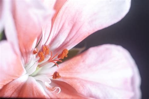 Flower Macro Nature Free Photo On Pixabay