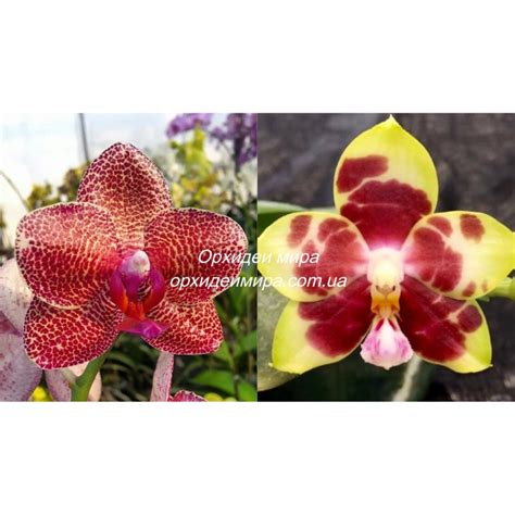 Орхидея Phal Mituo Sun Mituo X Yungho Princess Gelb купить доставка Украина