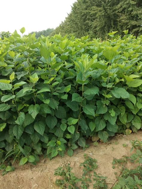 桑树介绍 桑树别名 桑树产地特征 生长习性 用途价值 365园林网