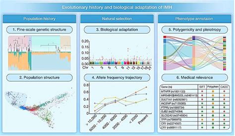 Research Team Reconstructs Evolutionary History And Biological Adaptation Of Han Chinese People