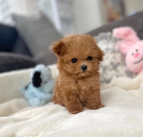 Available Puppies
