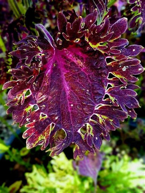 Coleus Black Dragon : r/gothplants