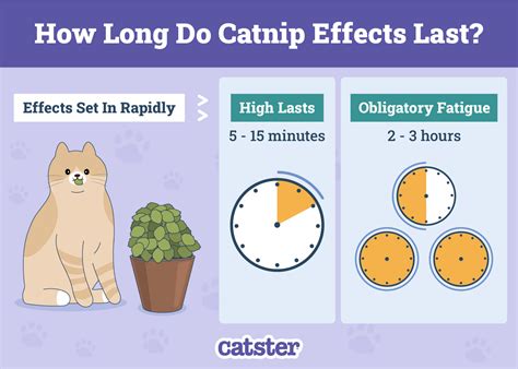 Why Do Cats Love Catnip Vet Reviewed Reasons Behind The Behavior Catster