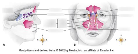 Biology Figure 7 11 Paranasal Sinuses Diagram Quizlet
