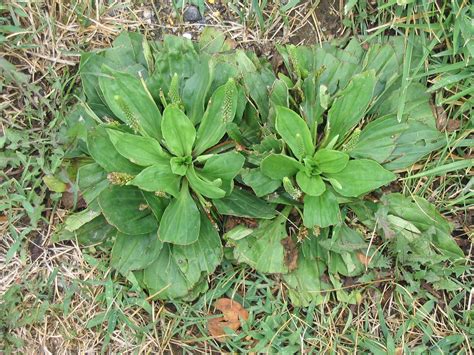 Weed Identification Photos In Maryland University Of Maryland Extension