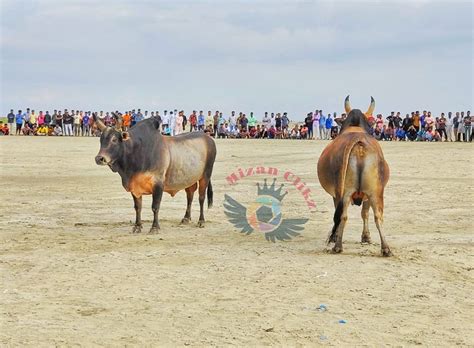 💖🔥ঐতিহ্যবাহী ষাঁড়ের লড়াই বি এফ আই গ্রুপ চট্টগ্রাম💞🔥