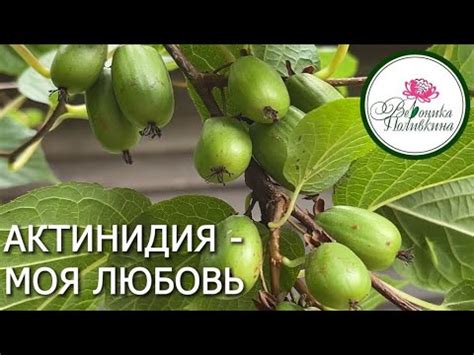 Актинидия.Такая ягода вам точно нужна - YouTube