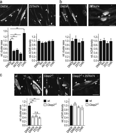 Impairment Of Mt Function By Nocodazole By Inhibition Of Pi3 K And