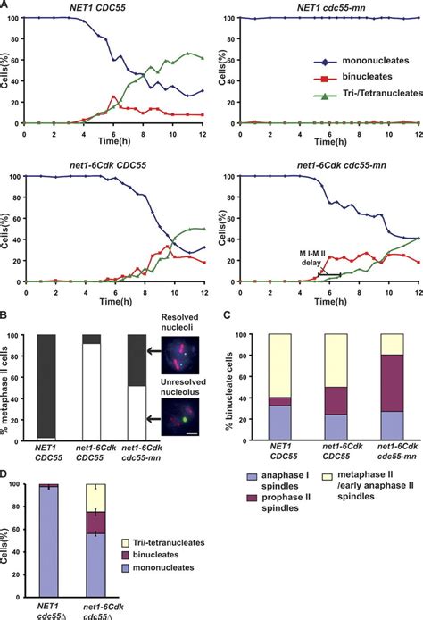 Net1 6cdk Suppresses The Nuclear Division Defect Of Cdc55 Mn And Cdc55Δ