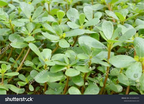 Growing Purslane Vegetable Portulaca Oleracea Plants Stock Photo Shutterstock