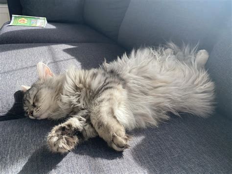 Dash Recovering From Bath Day Scrolller