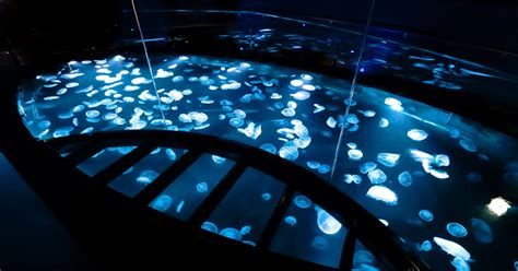 すみだ水族館 リニューアルopen！～2つの新エリアが誕生～ 東京スカイツリータウン®にある「すみだ水族館」【公式】「すみだ水族館」【公式】