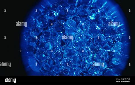 246 Fertilization And Early Embryonic Development