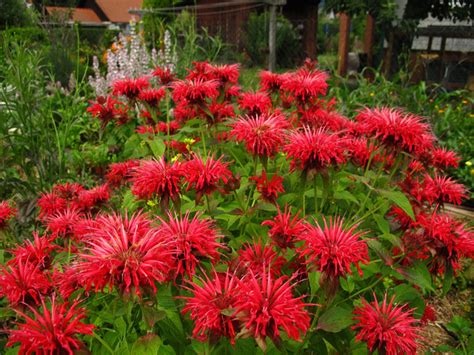 Monarde : plantation, culture et entretien