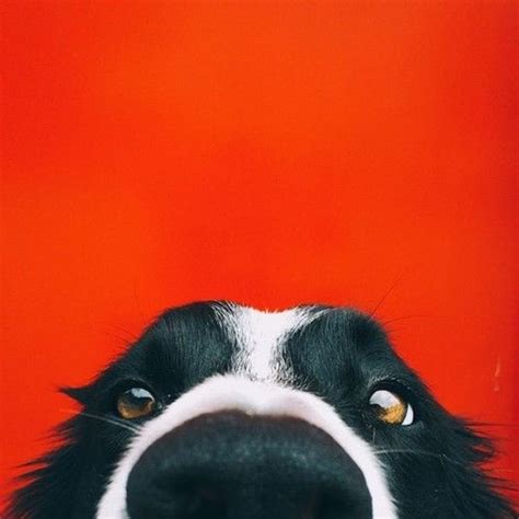 Meet Momo The Wheres Waldo Of Dogs Brit Co
