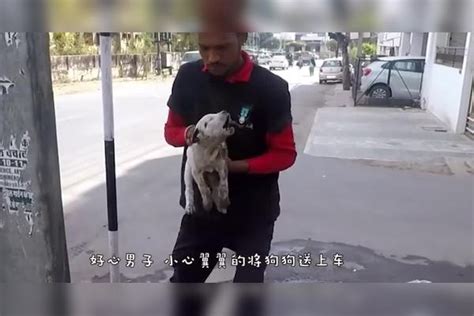 狗子在马路旁狂吠，都以为这狗子疯了，走近一看，瞬间让人泪目！