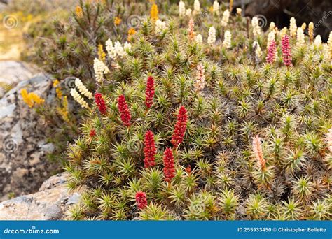 Colorful Scoparia Flowers Growing Near The Pool Bethesda In Walls Of