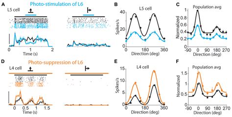 Layer VI Contributes To Gain Control In Mouse Visual Cortex A Download Scientific Diagram