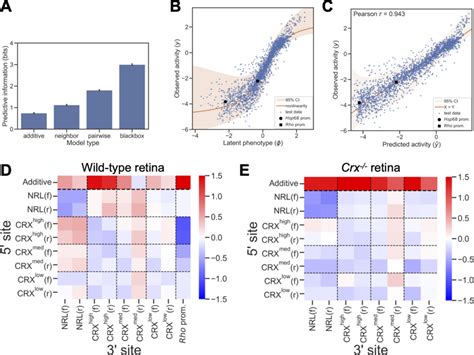Using Interpretable Deep Learning Tools To Decipher Gene Regulation Genetics