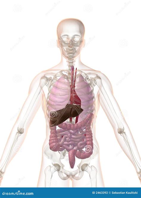 Menselijke Anatomie Stock Illustratie Illustration Of Biologie 2463392