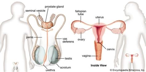 Biology Edexcel Igcse Topic 3 Reproduction And Inheritance Flashcards Quizlet