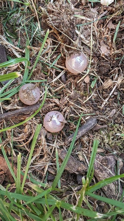 Small Dime Sized Orbs Found Throughout Yard R Whatisthisthing