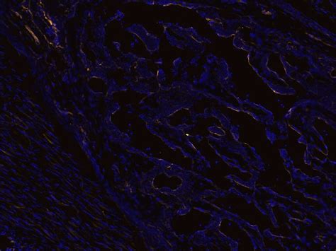 How Can I Make The Better Images Image Analysis Image Sc Forum