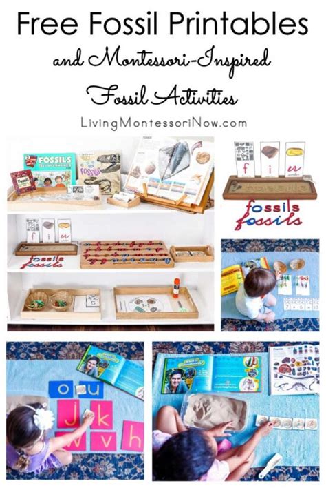Free Fossil Printables And Montessori Inspired Fossil Activities