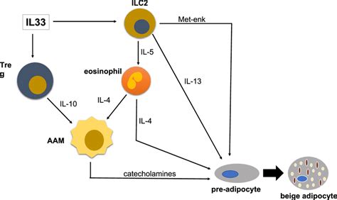 Il 33 Role On Adipose Tissue Metabolic Homeostasis Treg Regulatory T