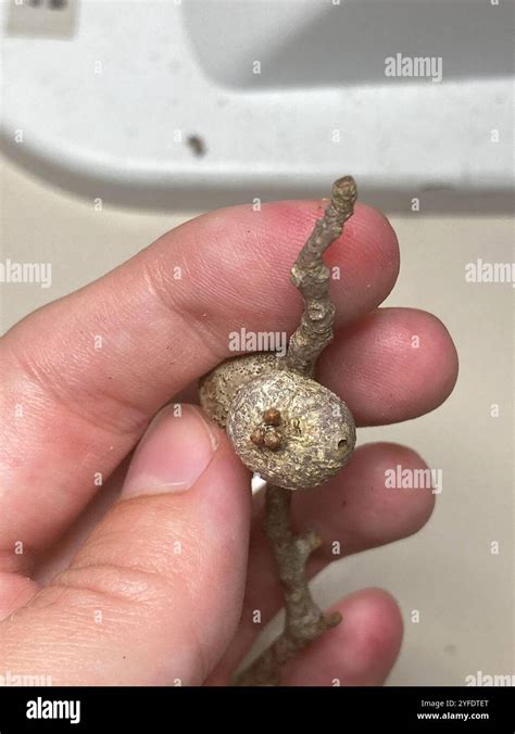 Southern Live Oak Stem Gall Wasp Callirhytis Quercusbatatoides Stock